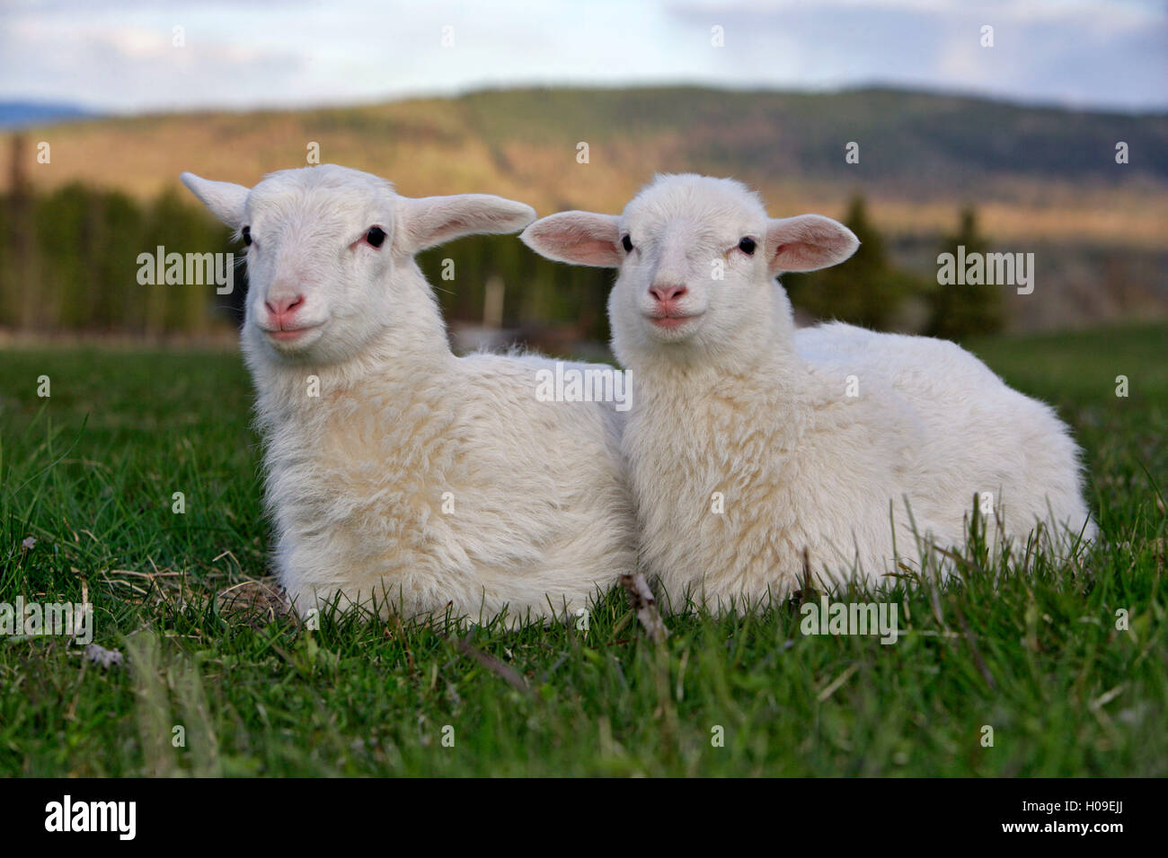 Croix sheep hi-res stock photography and images - Alamy