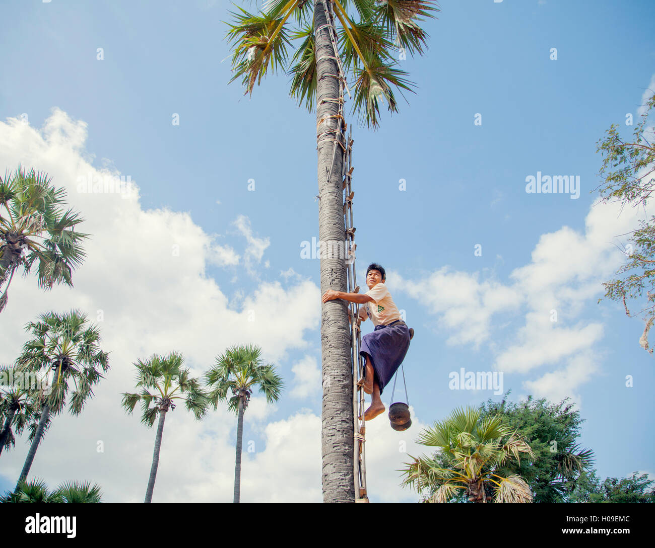 Collecting palm syrup hi-res stock photography and images - Alamy