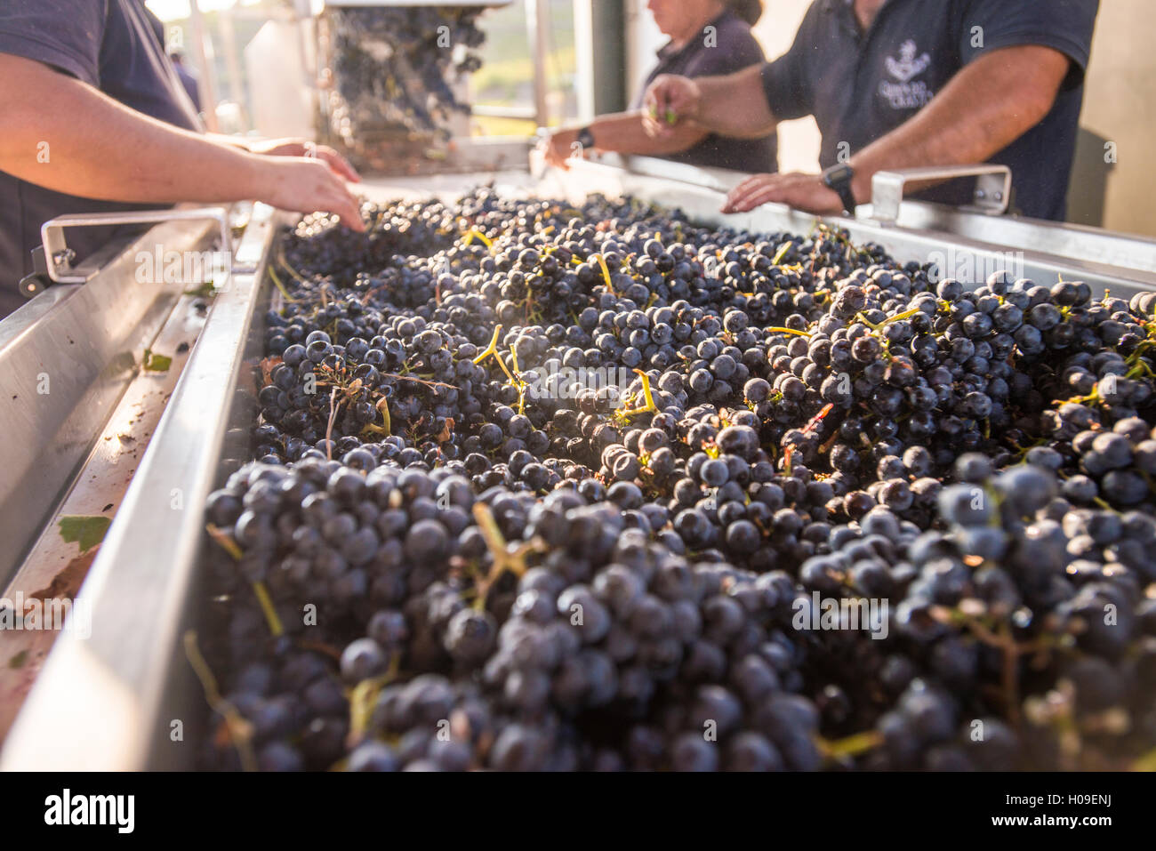 Sorting freshly harvested grapes at a winery in the Alto Douro region ...