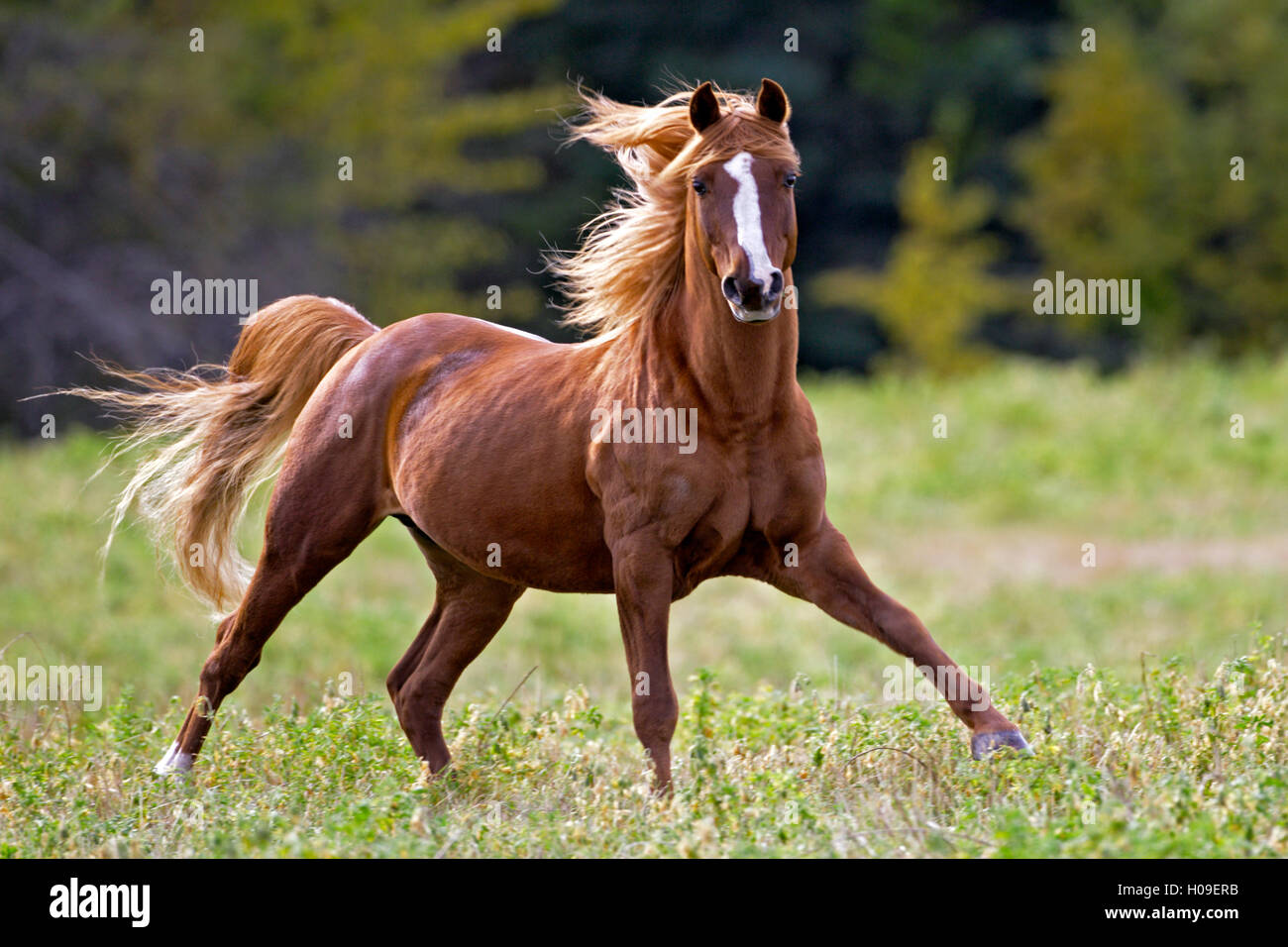 Chestnut Arabian Stallion running in meadow Stock Photo - Alamy