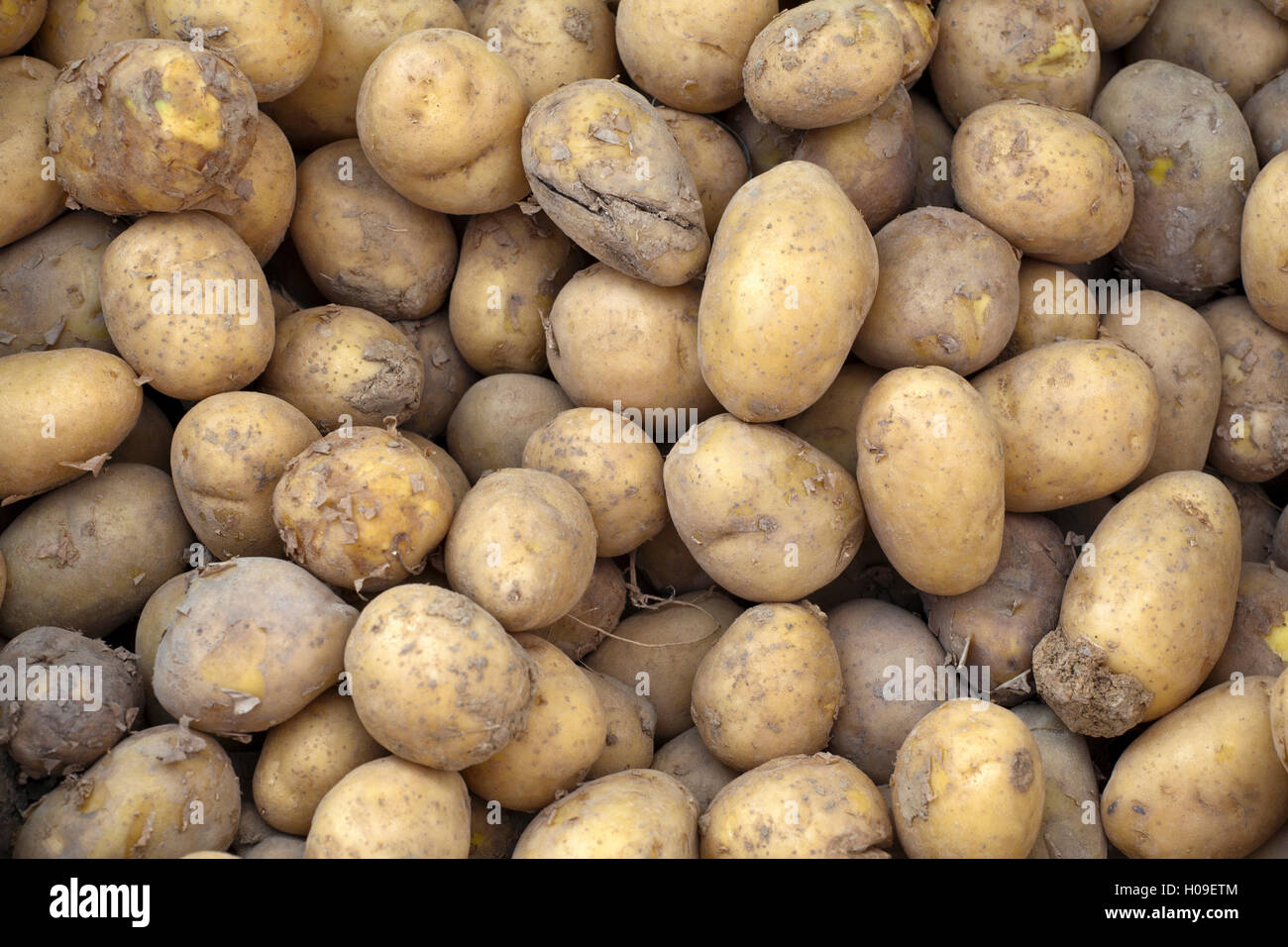 Group of fresh potatoes on a market Stock Photo - Alamy
