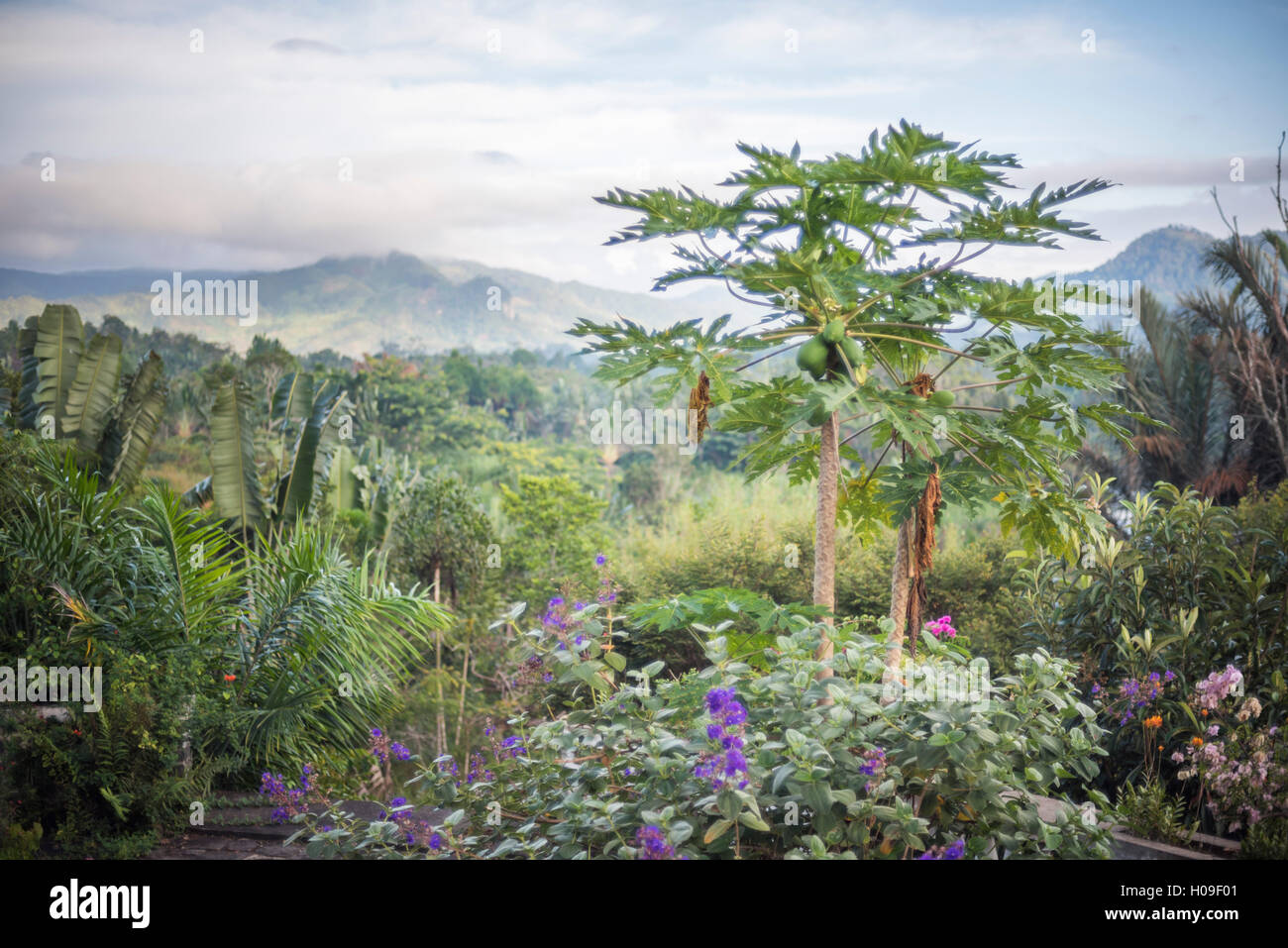 Papaya tree image hi-res stock photography and images - Alamy