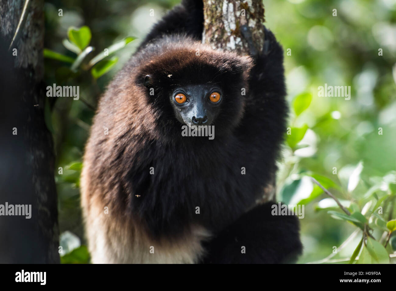 Milne-Edwards sifaka (Propithecus Edwardsi), Ranomafana National Park ...