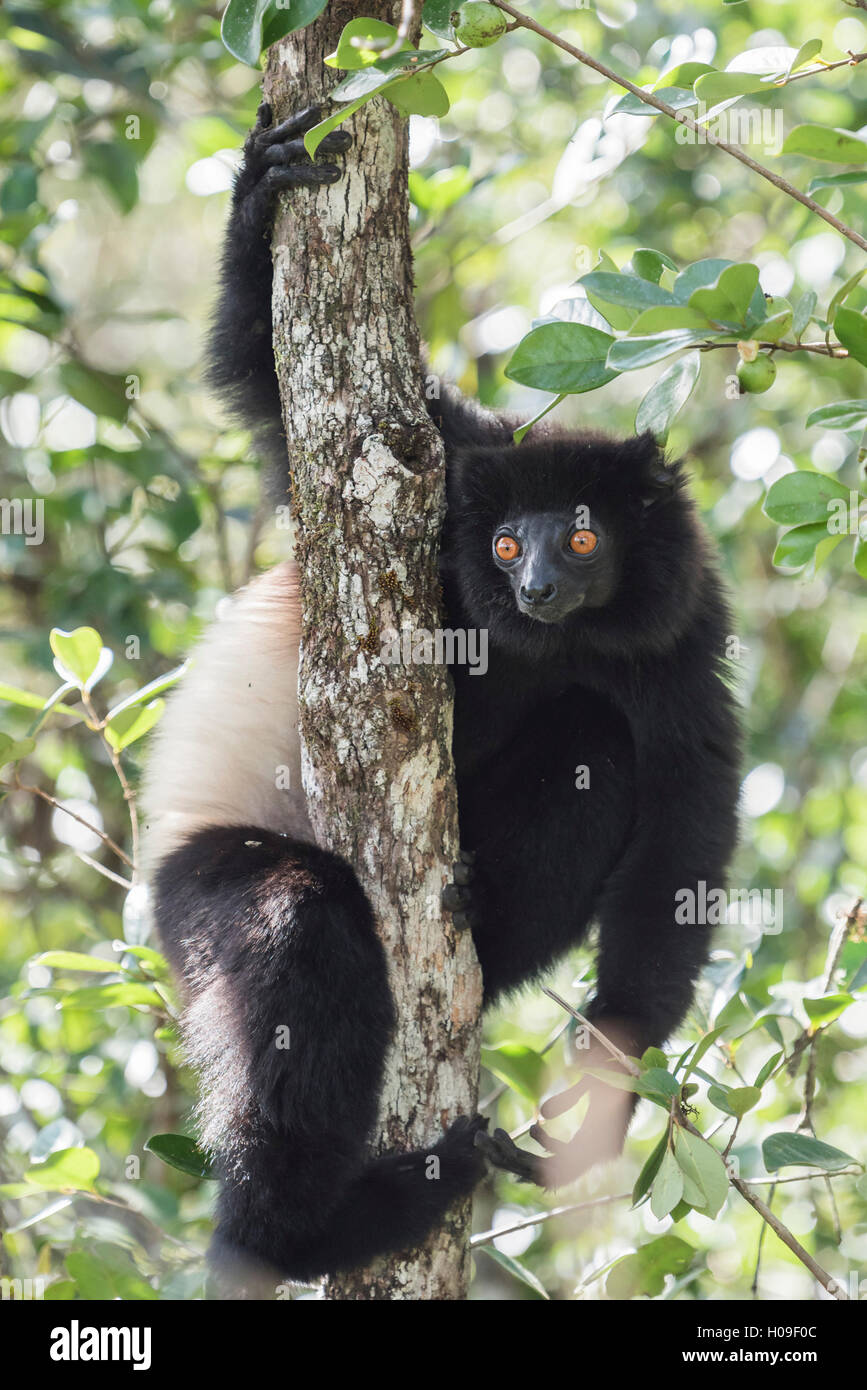 Milne-Edwards sifaka (Propithecus Edwardsi), Ranomafana National Park ...