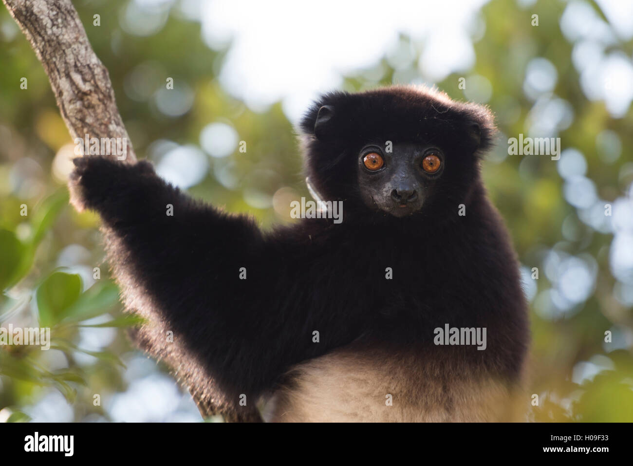 Milne-Edwards sifaka (Propithecus Edwardsi), Ranomafana National Park ...