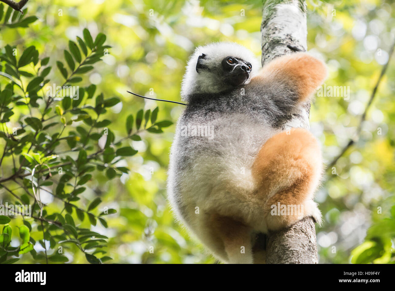 Diademed sifaka (Propithecus diadema), a large lemur in Perinet Reserve ...