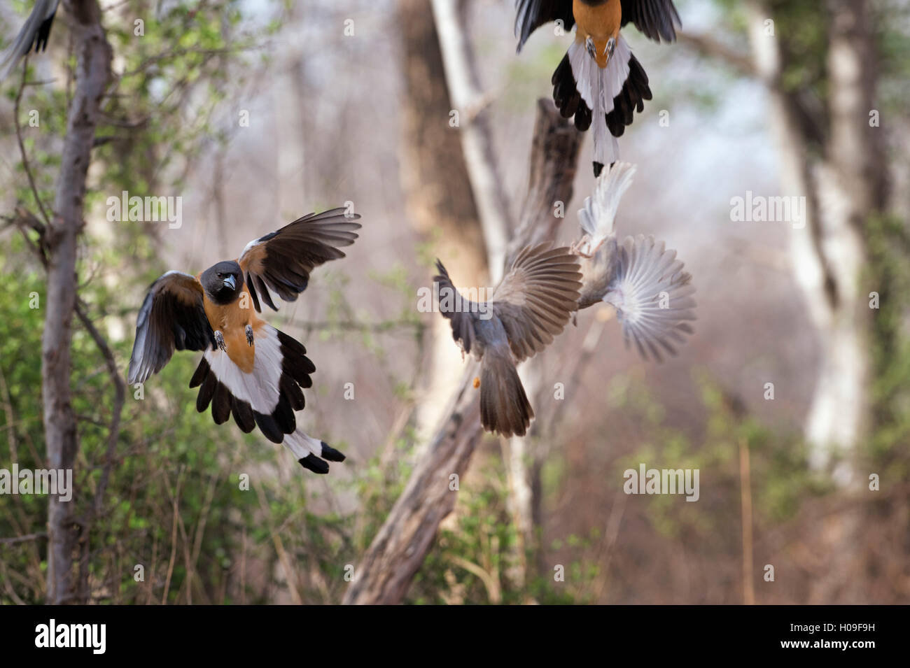 Indian tree-pie, Ranthambhore National Park, Rajasthan, India, Asia ...