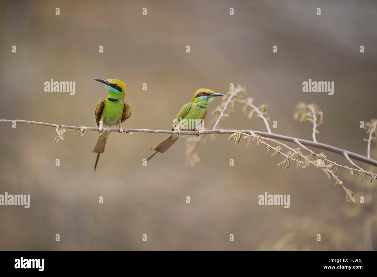 Green bee eater, Ranthambhore National Park, Rajasthan, India, Asia ...