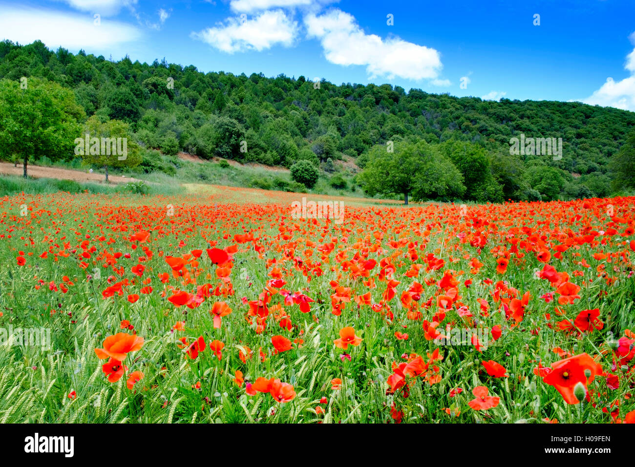 Poppy fields hi-res stock photography and images - Alamy