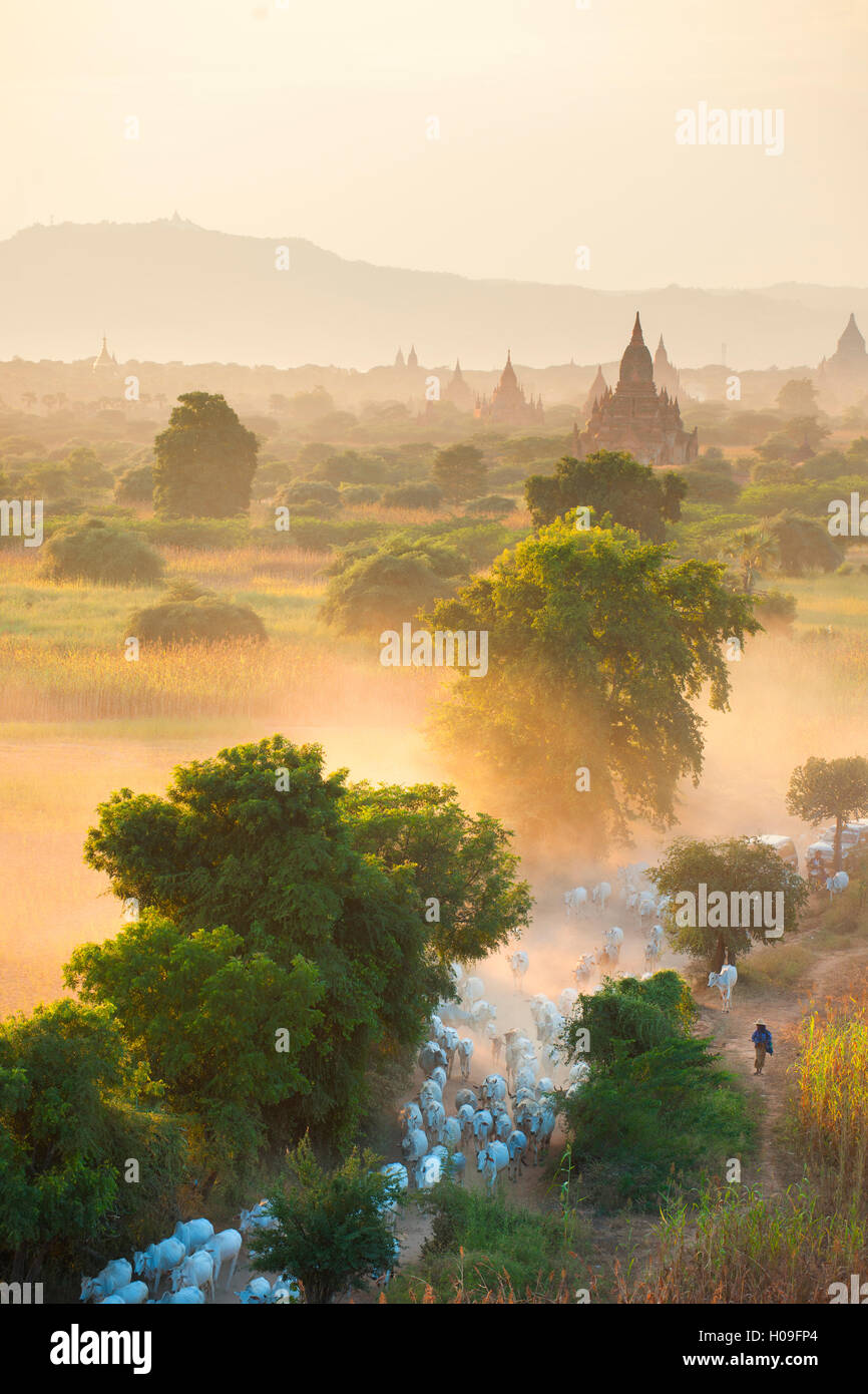 Farmers herding cattle in the ancient city of Bagan (Pagan), Myanmar ...