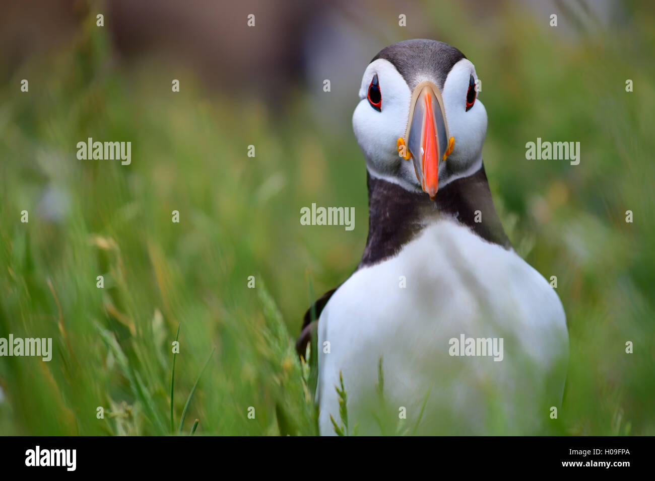 Atlantic puffin, The Farne Islands, Northumberland, England, United ...