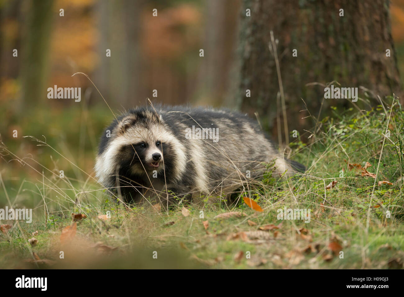 Raccoon dog / Marderhund ( Nyctereutes procyonoides ) sneaks through a ...
