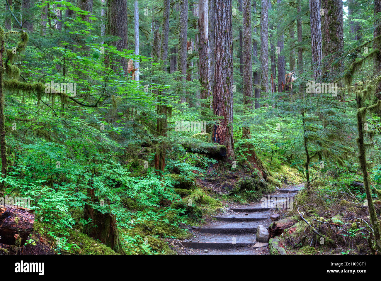 Trail to Sol Duc Falls, Rain Forest, Olympic National Park, UNESCO ...