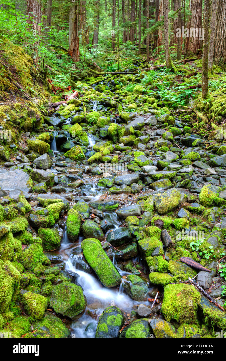 Rain Forest with small creek, Olympic National Park, UNESCO World ...