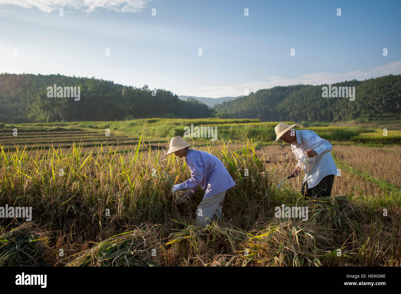 Harvesting rice hi-res stock photography and images - Alamy