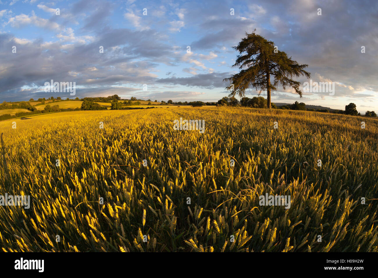 Wheat field tree england hi-res stock photography and images - Alamy