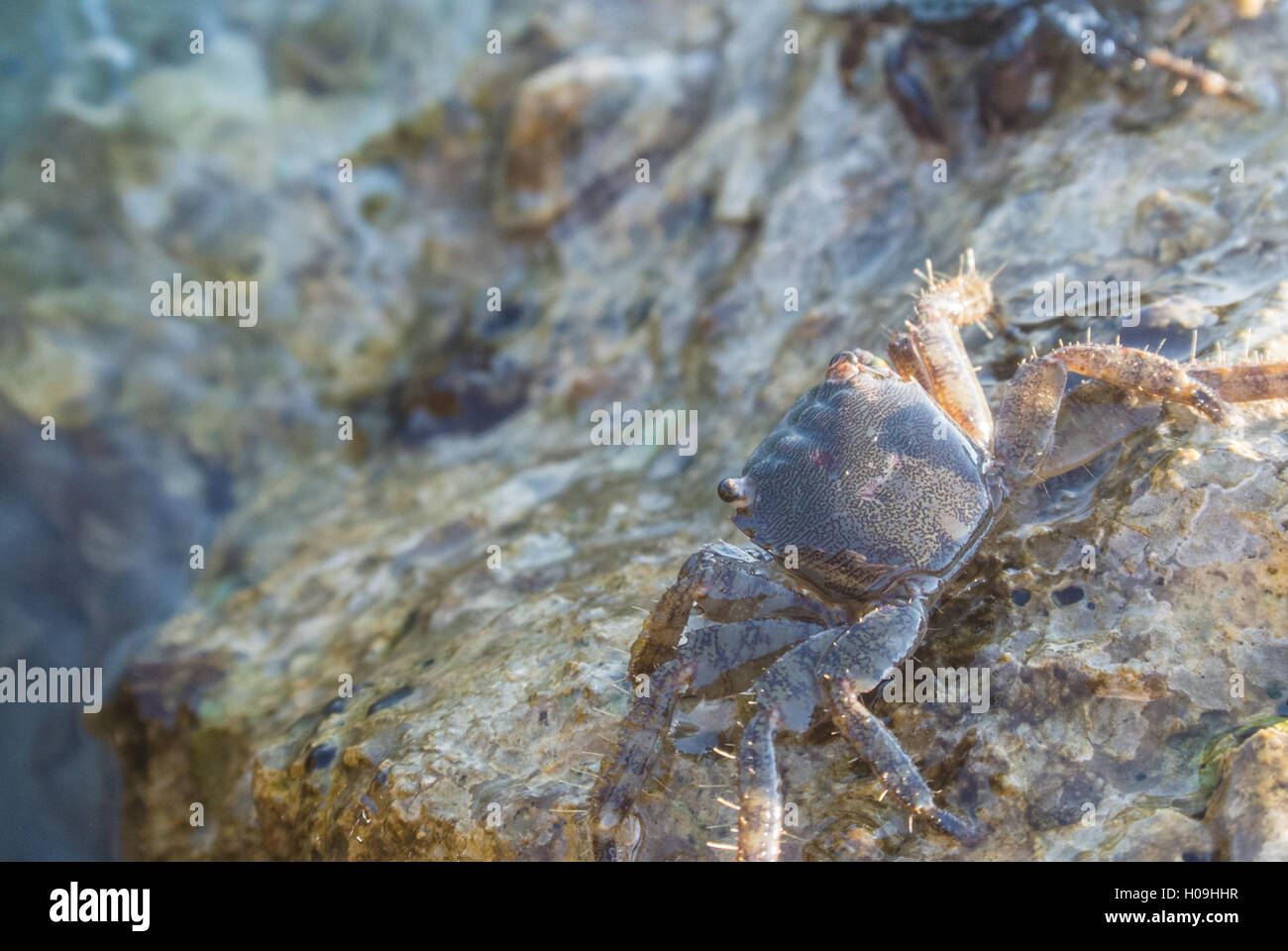 Mediterranean green crab hi-res stock photography and images - Alamy