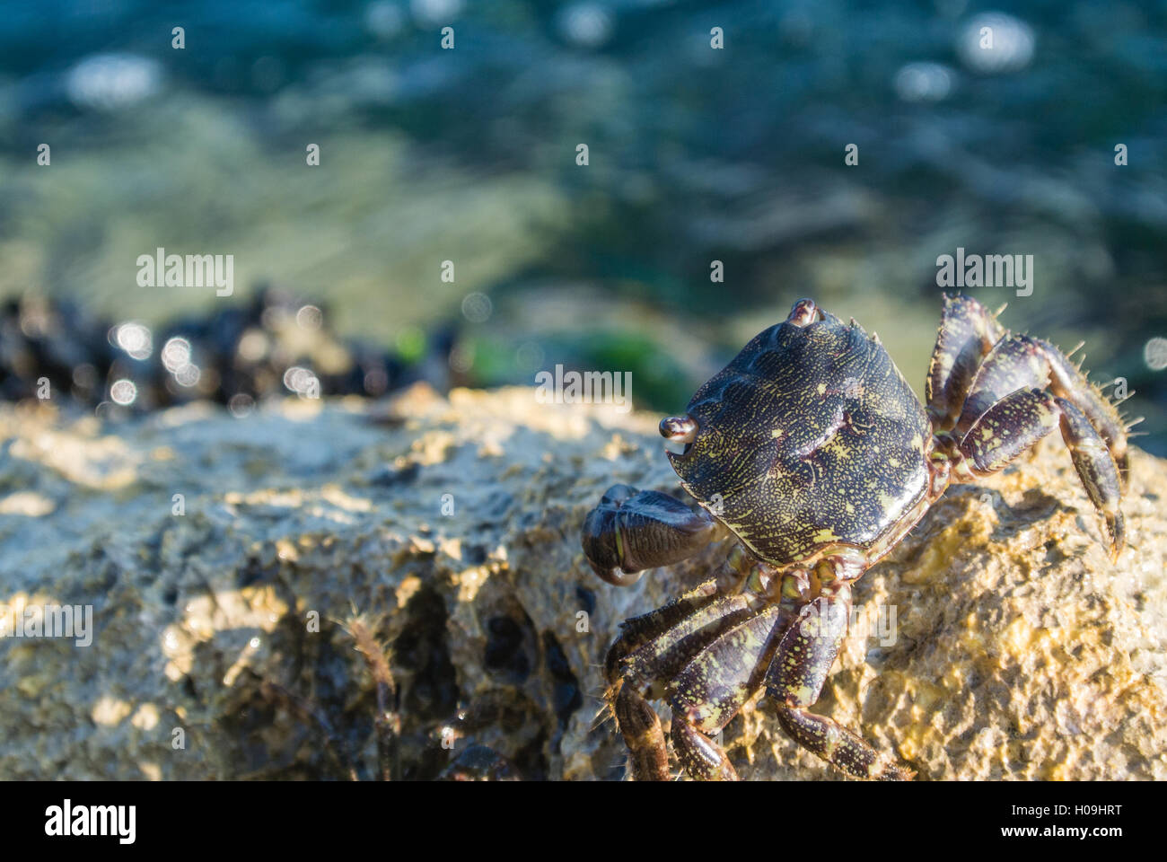 Crab on rock moving towards the sea water Stock Photo - Alamy