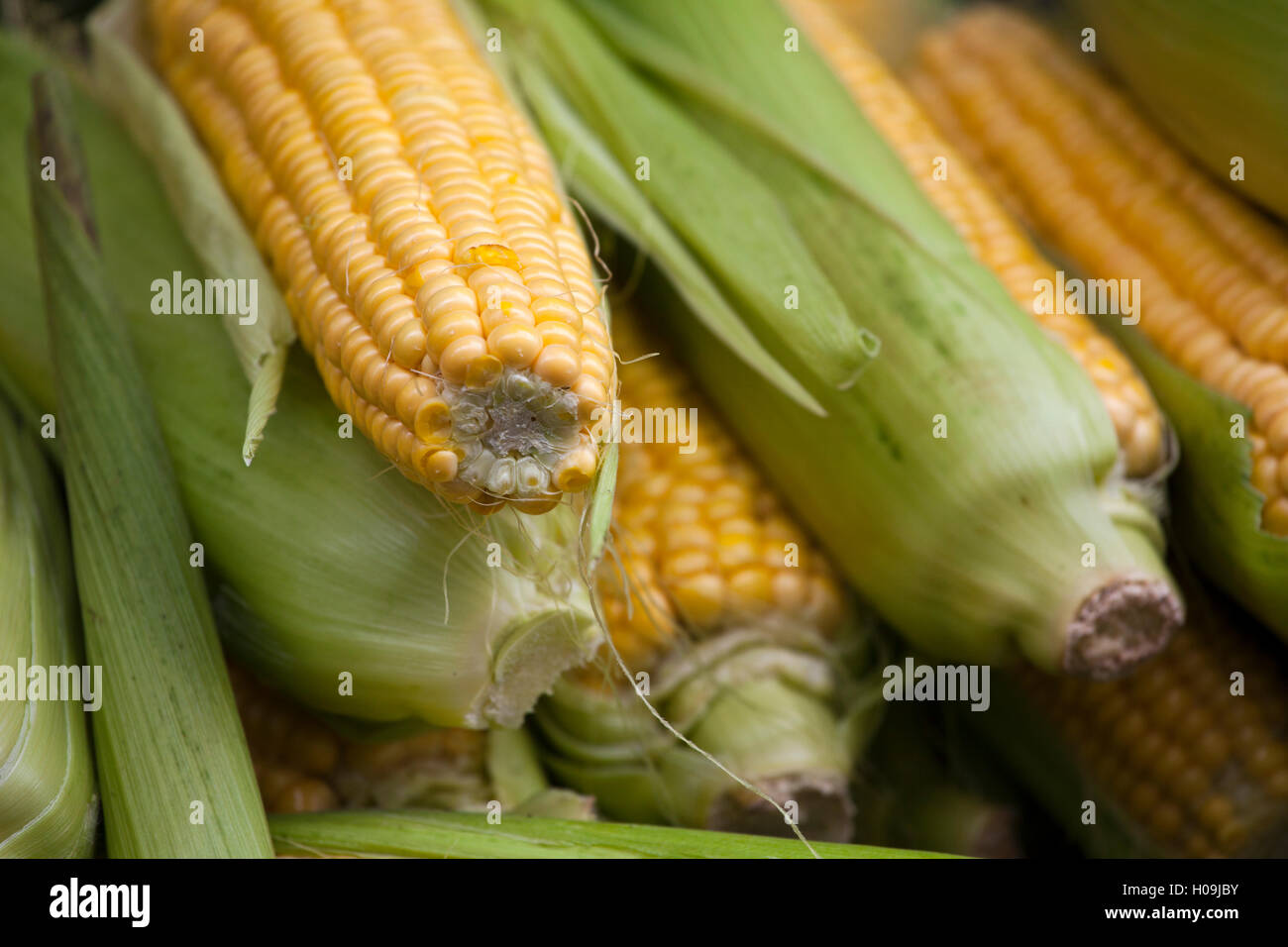 Group of fresh sweet corns on a store Stock Photo - Alamy