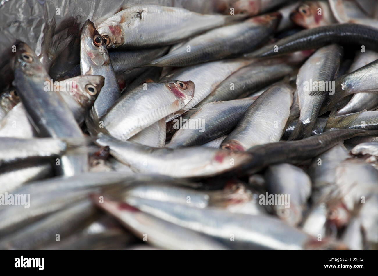 Group of fresh little fishes on a market Stock Photo - Alamy