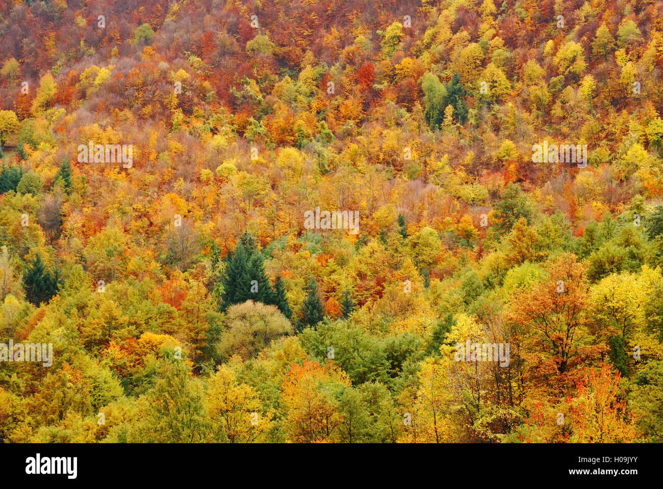 Colors of the forest in autumn Stock Photo - Alamy