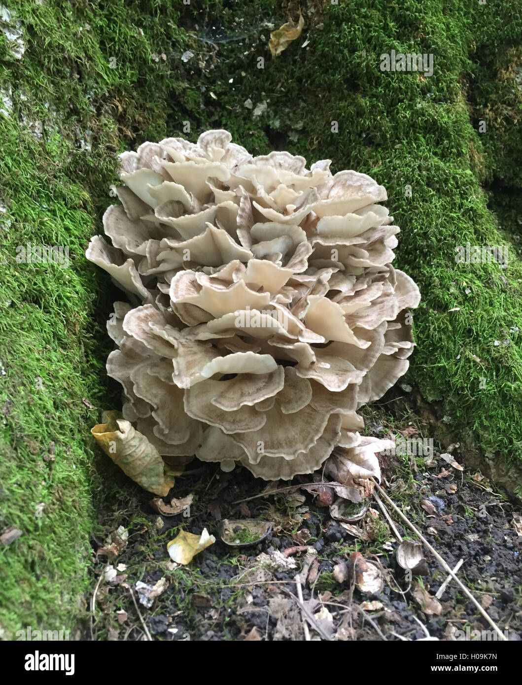 Fungus at base of oak tree hi-res stock photography and images - Alamy