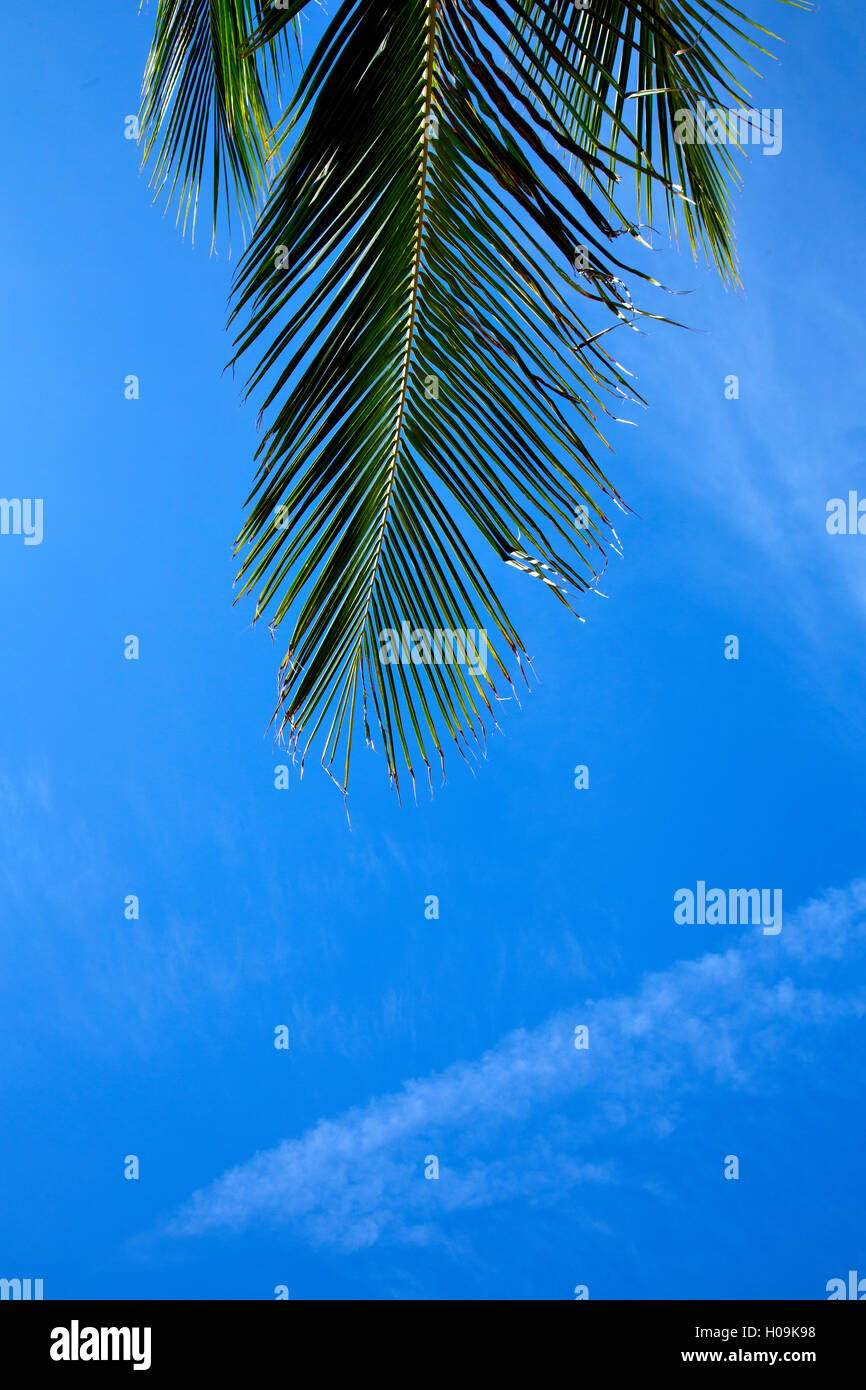 bark in kho tao bay asia isle white tree thailand and sky Stock Photo ...
