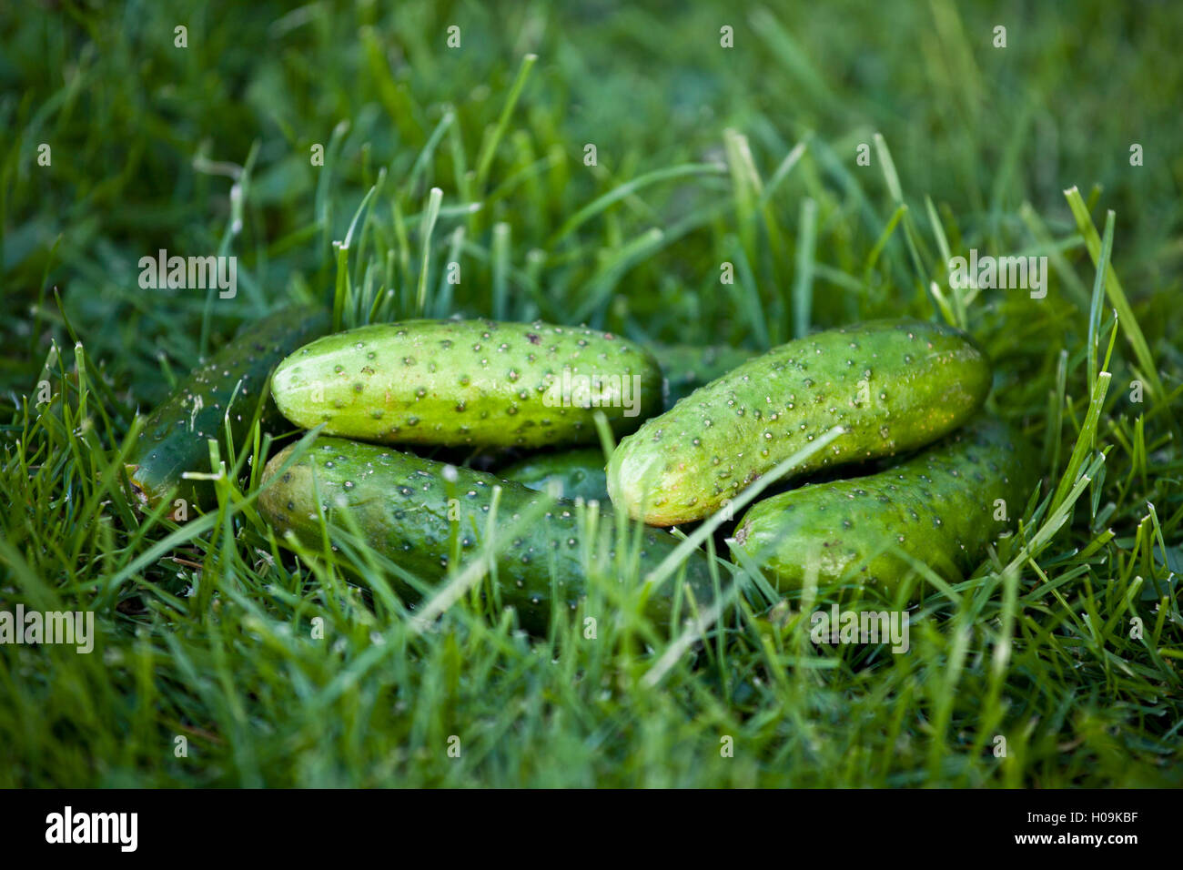 Group of fresh green cucumber on a grass Stock Photo - Alamy