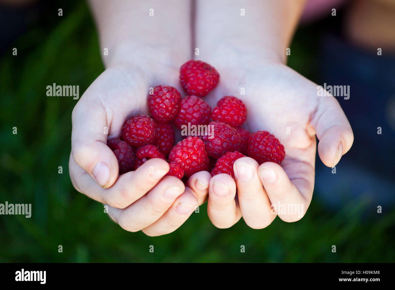 Group of fresh raspberries on farmer's hands Stock Photo - Alamy