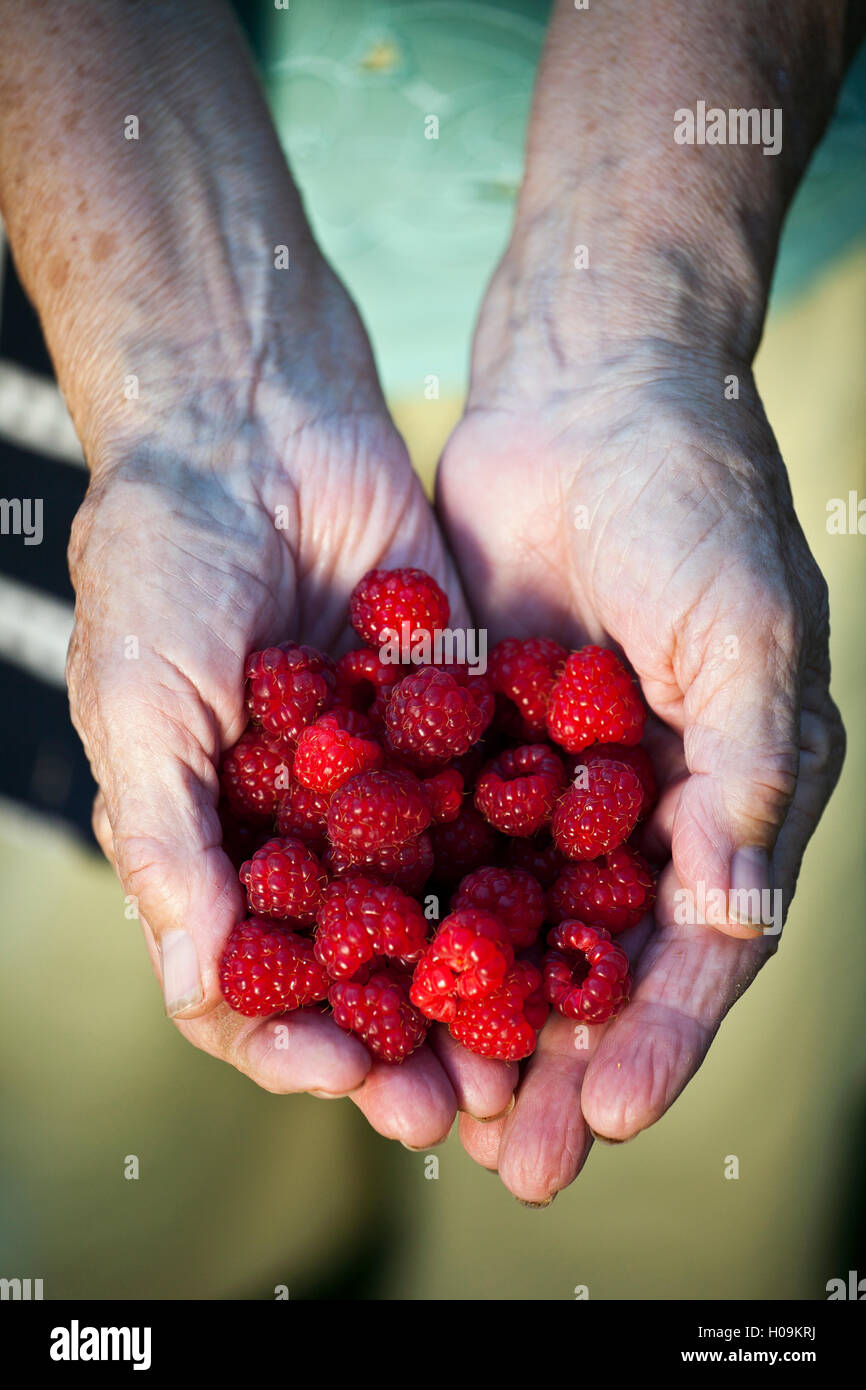 Group of fresh raspberries on farmer's hands Stock Photo - Alamy