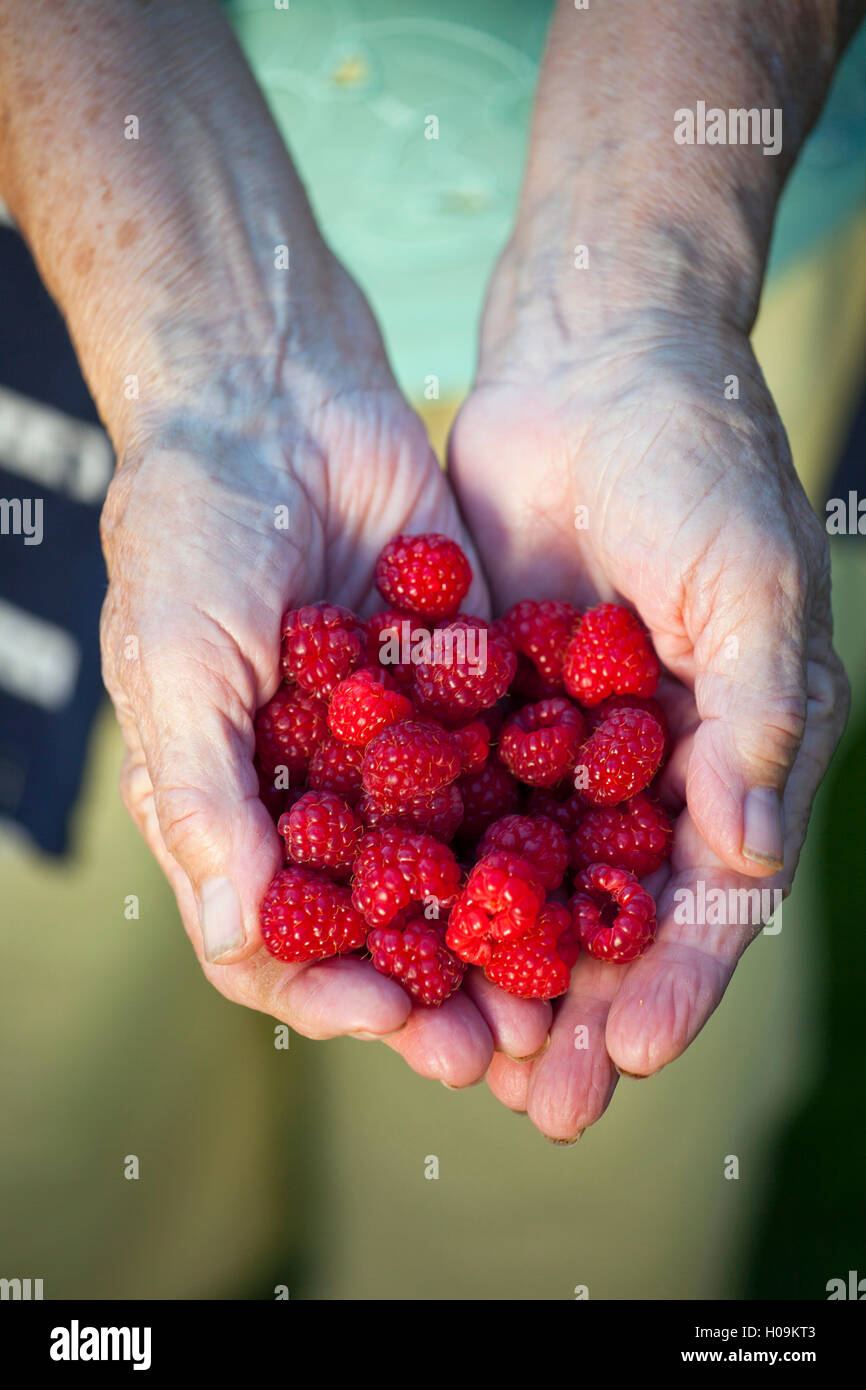 Group of fresh raspberries on farmer's hands Stock Photo - Alamy