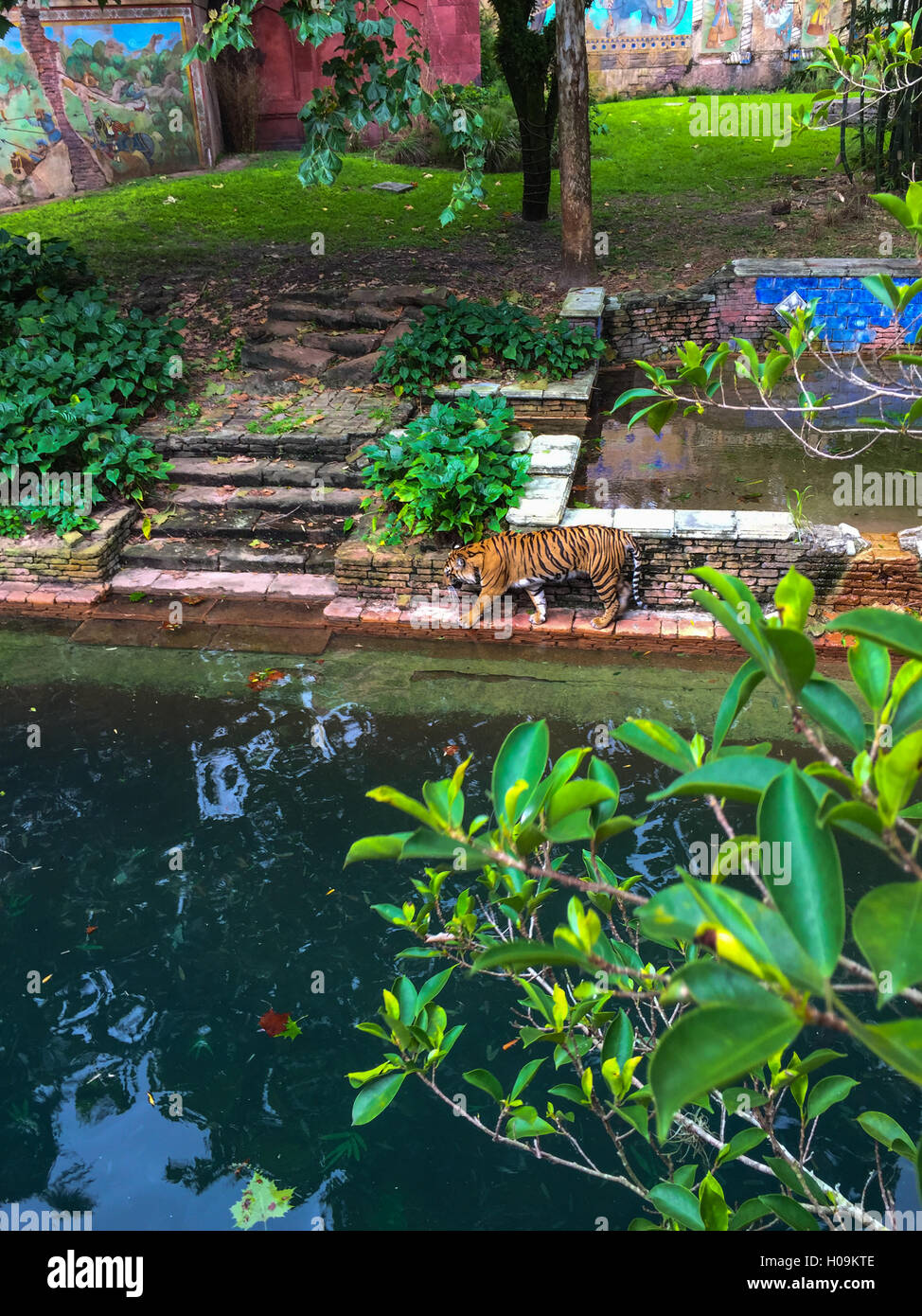 Tiger in enclosure Stock Photo - Alamy