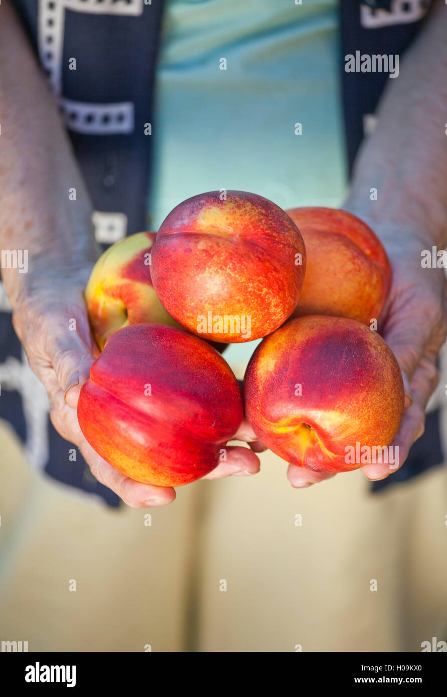 A group of colorful nectarine fruits on farmer's hands Stock Photo - Alamy
