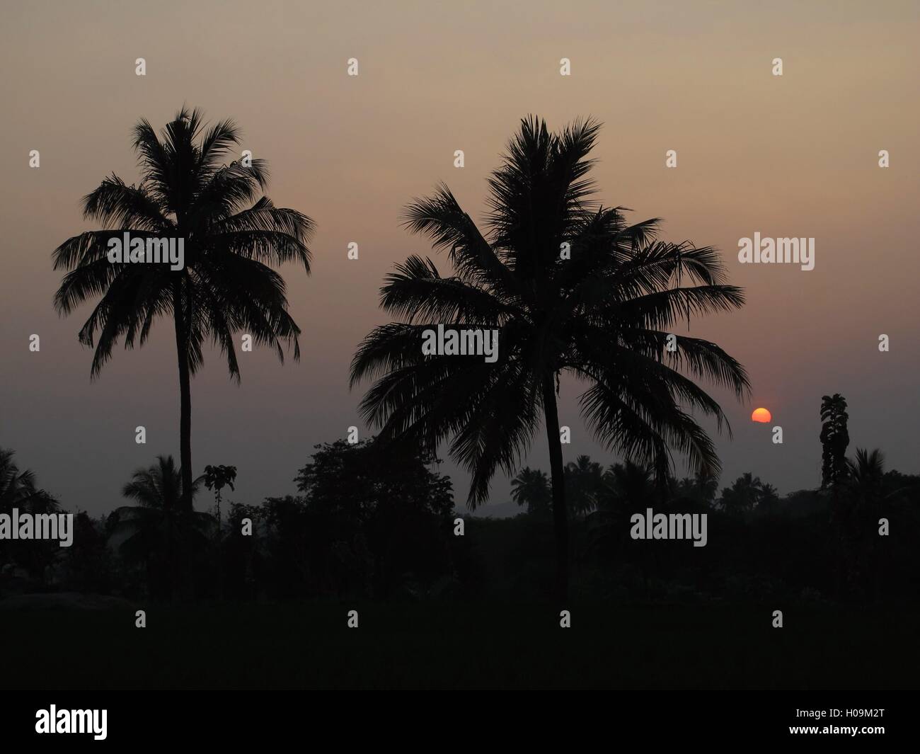 Coco palms hi-res stock photography and images - Alamy