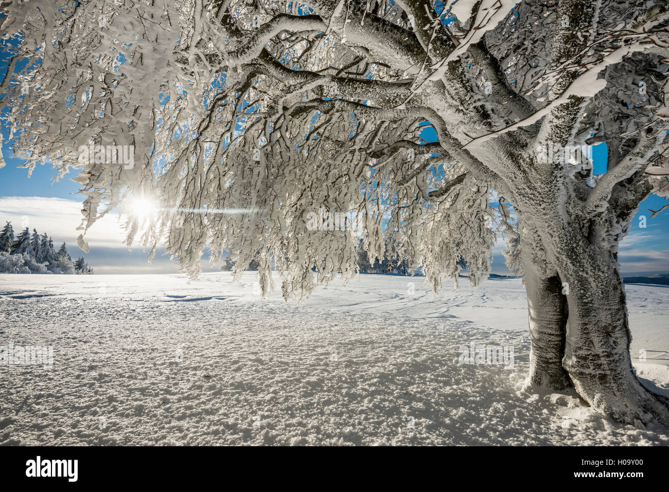 Black beech tree hi-res stock photography and images - Alamy