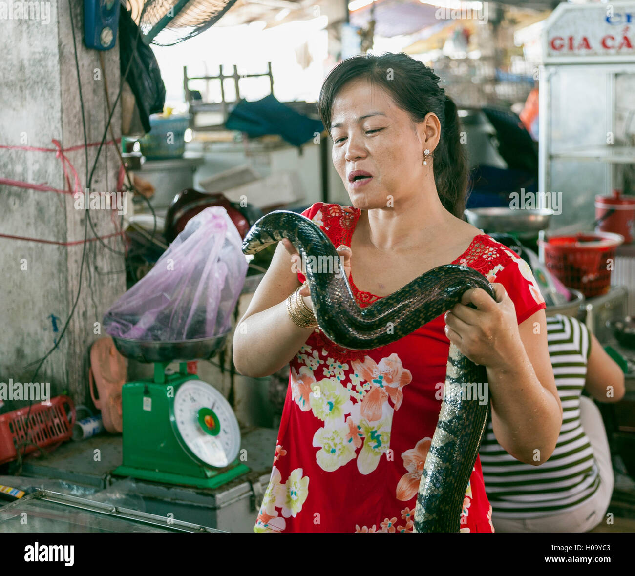 Snakes of vietnam hi-res stock photography and images - Alamy