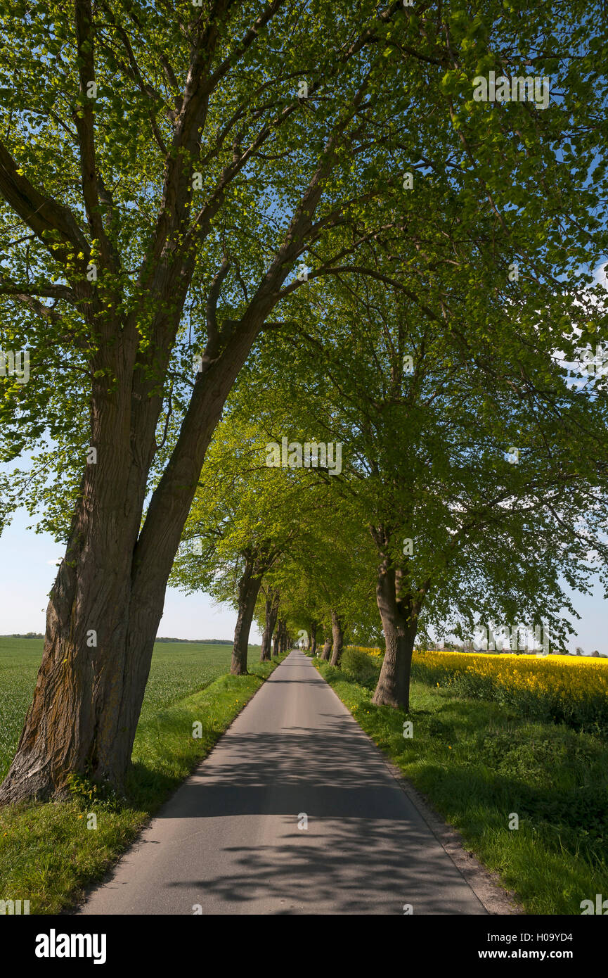 Lime alley tilia platyphyllos hi-res stock photography and images - Alamy