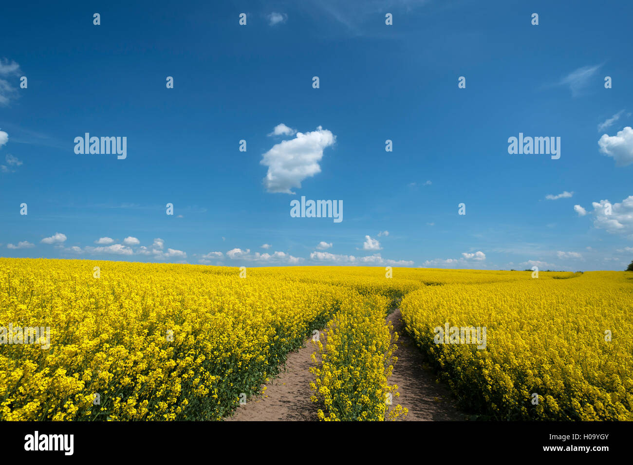 Path through a blooming rapeseed field (Brassica napus), blue sky with ...