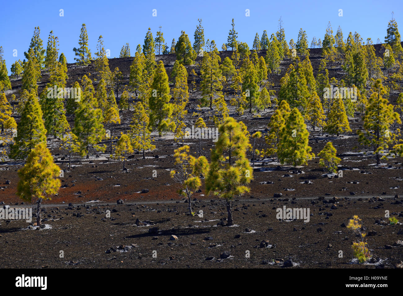 Canary Island pines (Pinus canariensis) in volcanic landscape, Teide ...