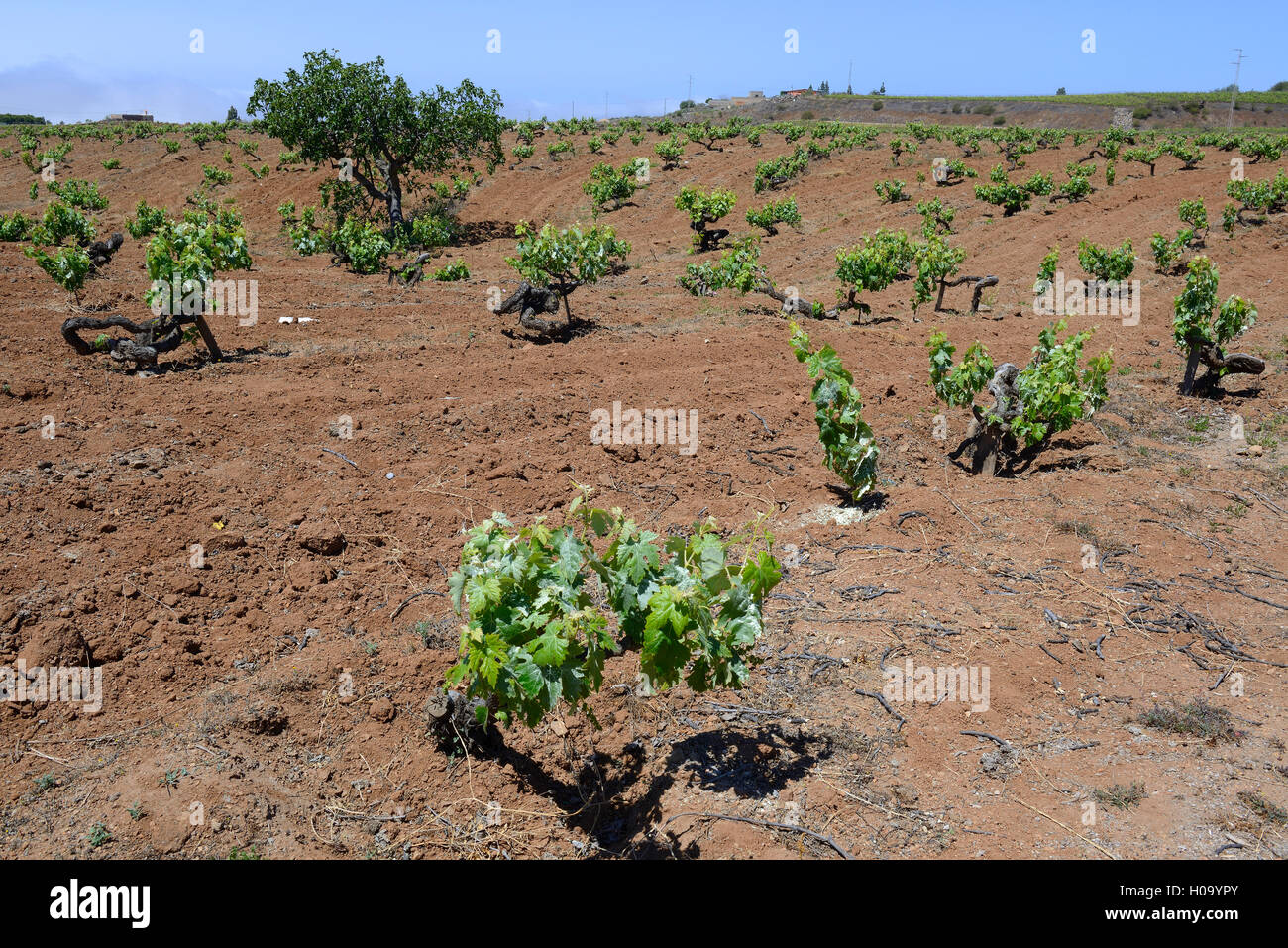 Orotava tenerife field hi-res stock photography and images - Alamy