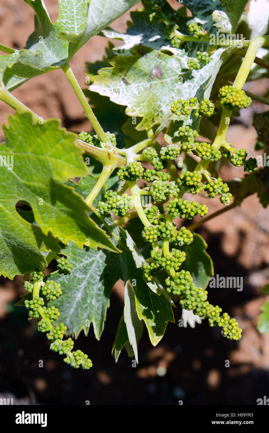 Young grape vines hi-res stock photography and images - Alamy