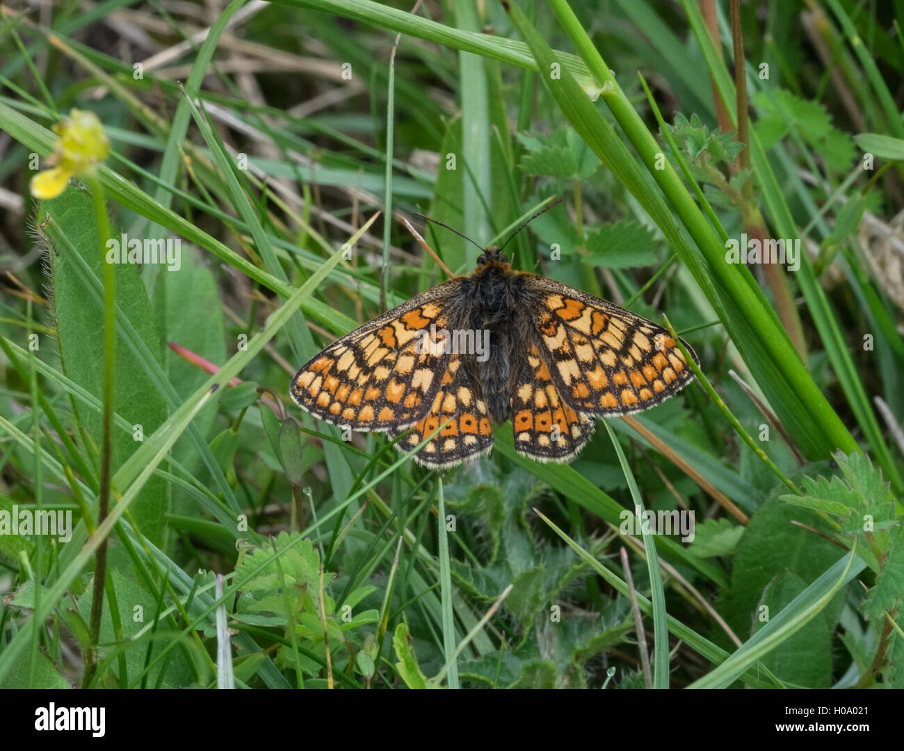 Marsh Fritillary butterfly Stock Photo - Alamy