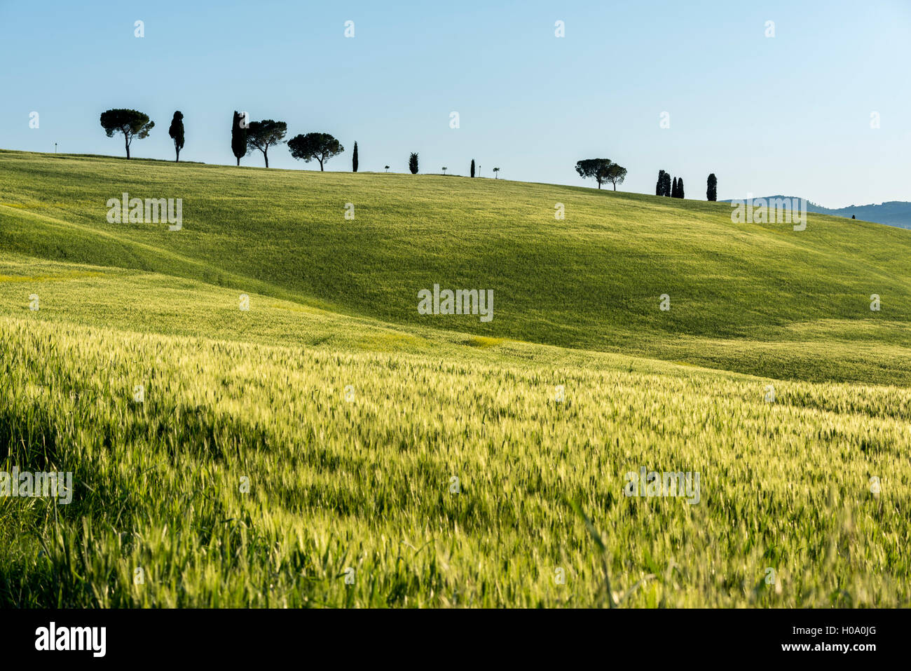 Tuscan landscape with cluster of trees on hill and cornfield, San ...