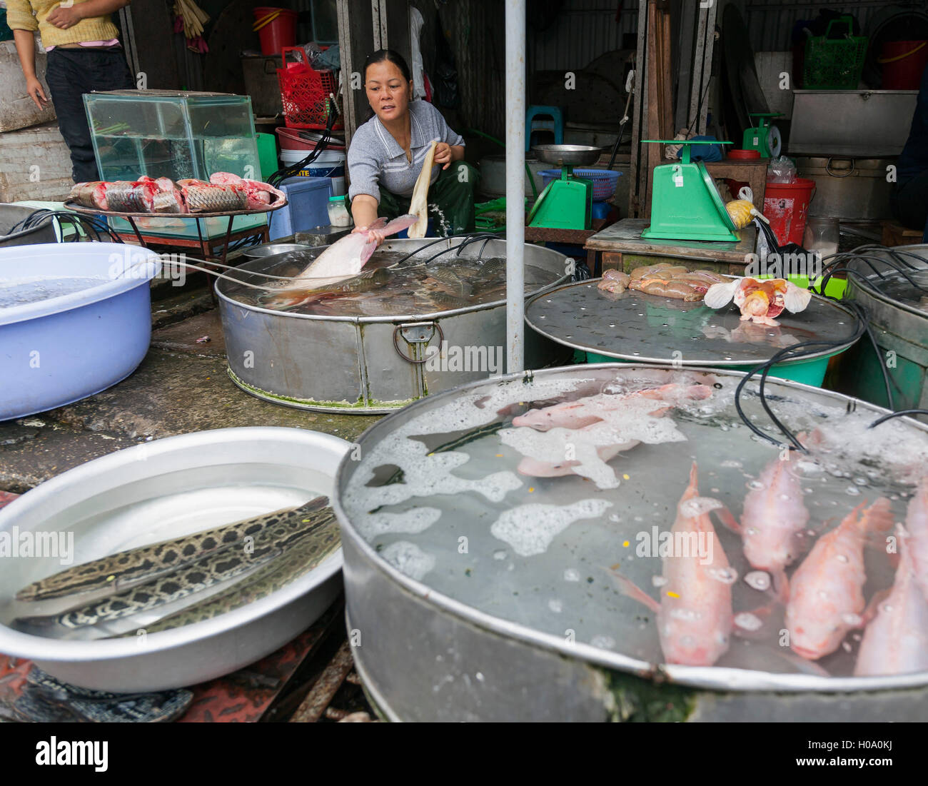 Fish market, Vietnam Stock Photo - Alamy