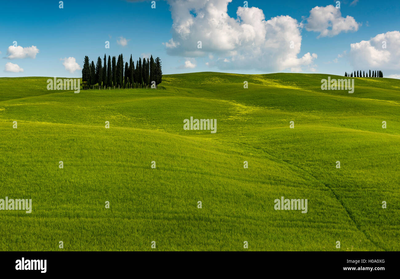 Tuscan landscape with cluster of trees, cypress trees on hills ...