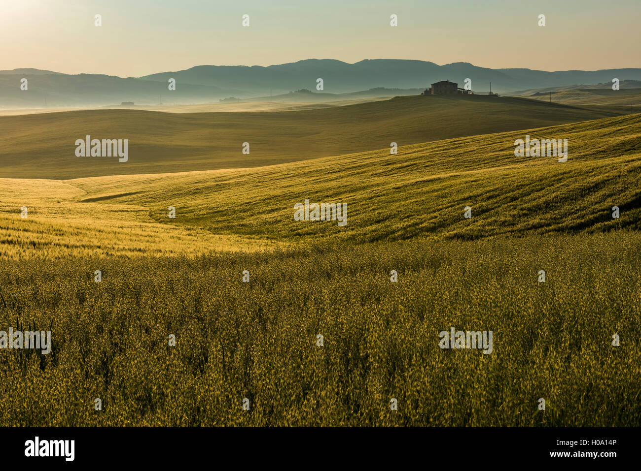 Tuscan landscape with farm on hills and cornfields in the morning light ...