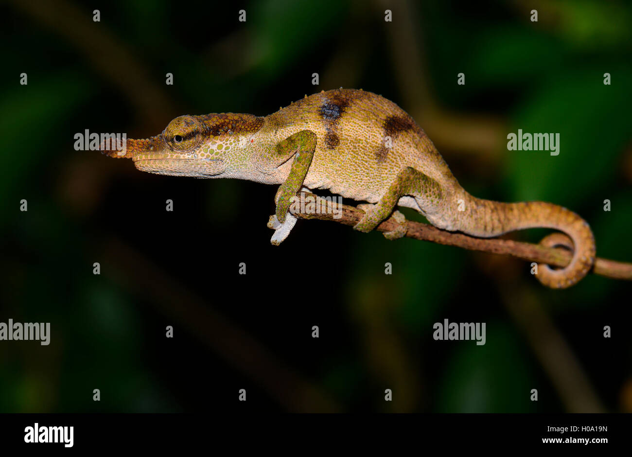 Chameleon (Calumma linotum), male, rainforest, Montagne d'Ambre ...