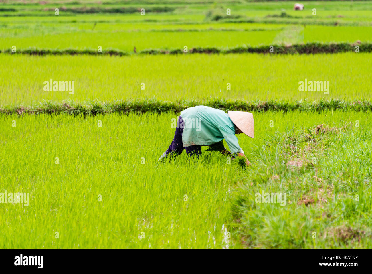 Female rice farmer bending hi-res stock photography and images - Alamy