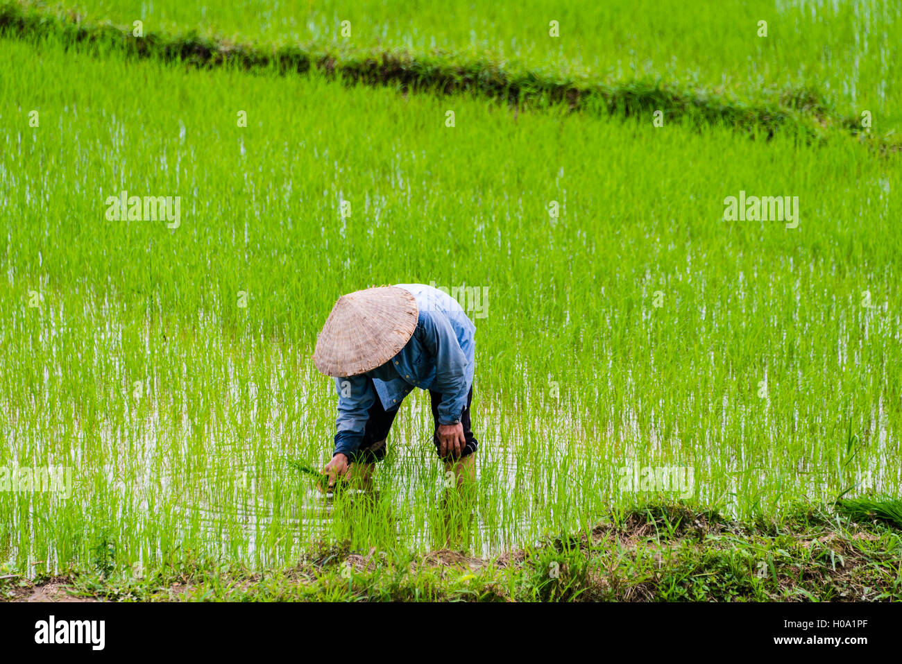 Worker, farmer in a green rice field, Quang Nam, Vietnam Stock Photo ...