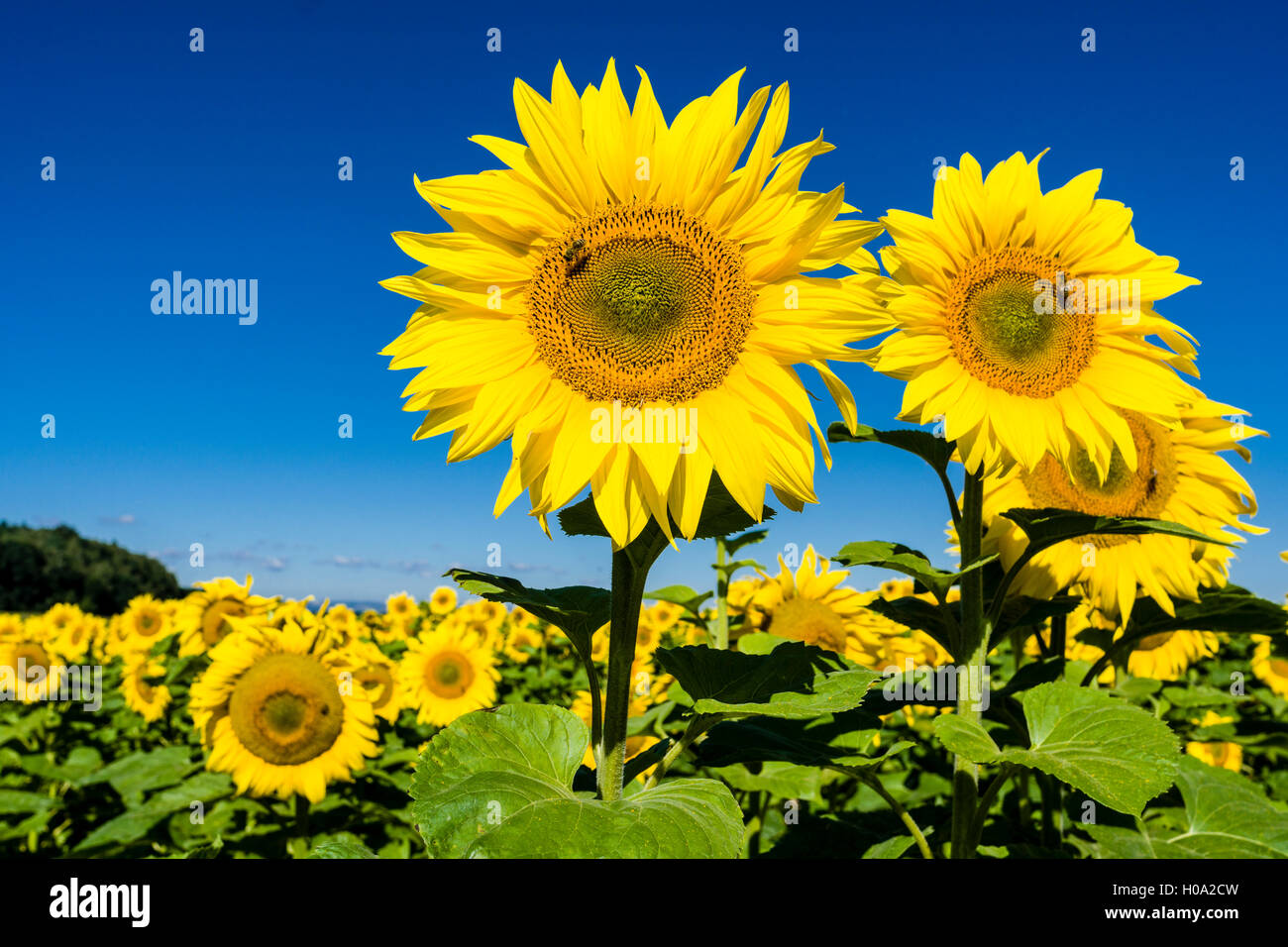 Blossoms of common sunflowers (Helianthus annuus) in a sunflower field ...